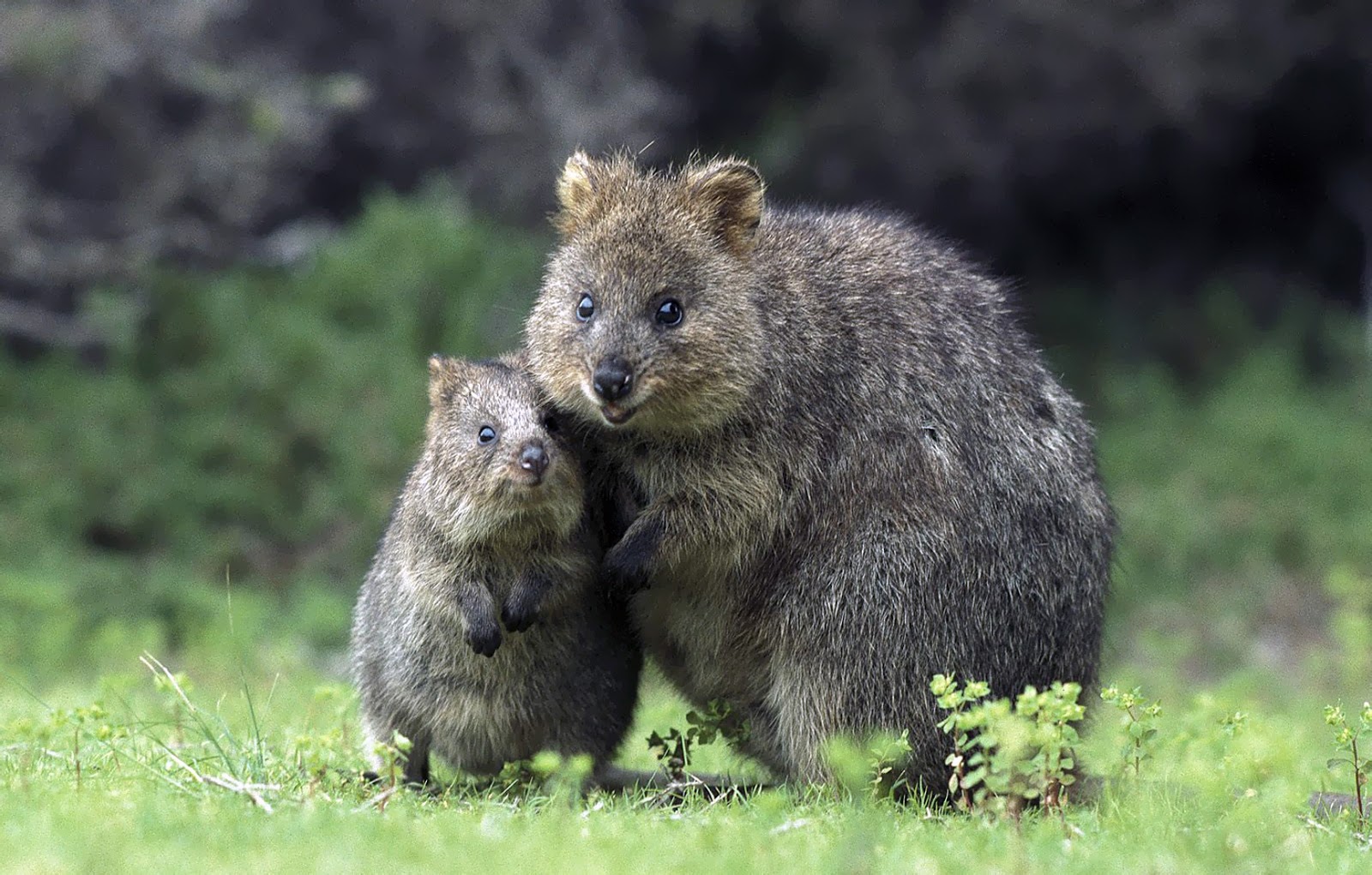 NixPixMix: QUOKKA