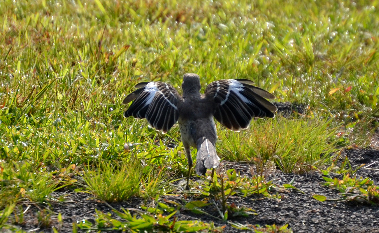 Woods Walks and Wildlife: Morning Meadow Sights
