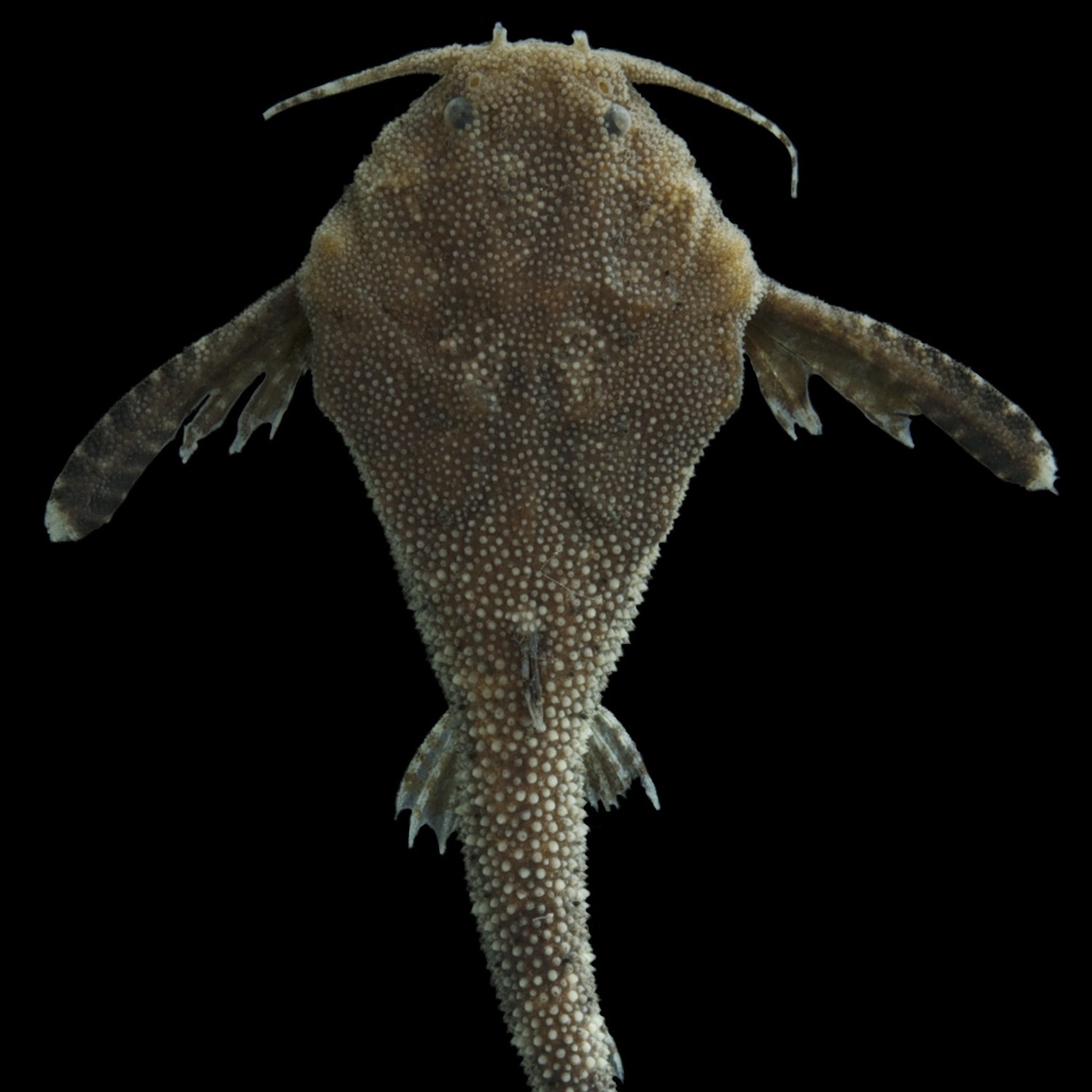 Species New to Science: [Ichthyology • 2020] Acanthobunocephalus ...