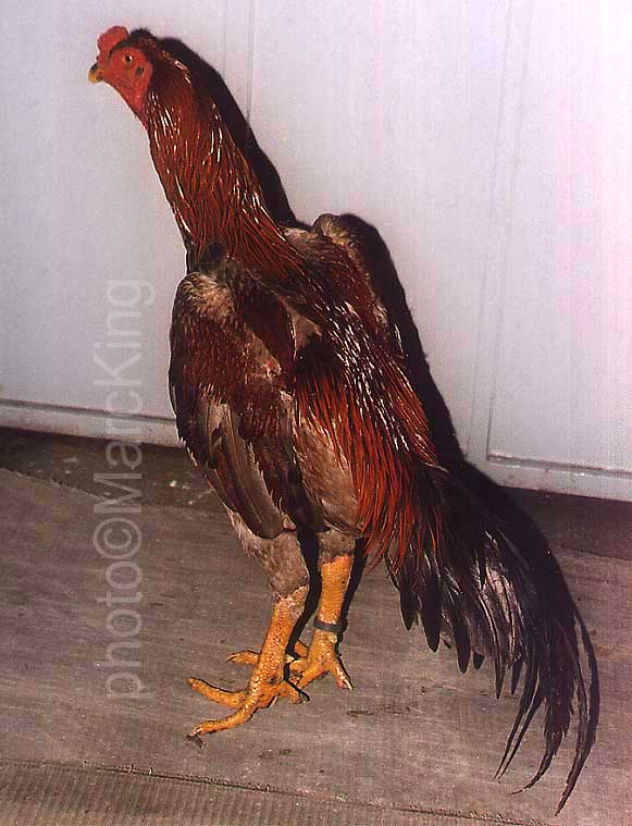 Galo de combate - Imagui