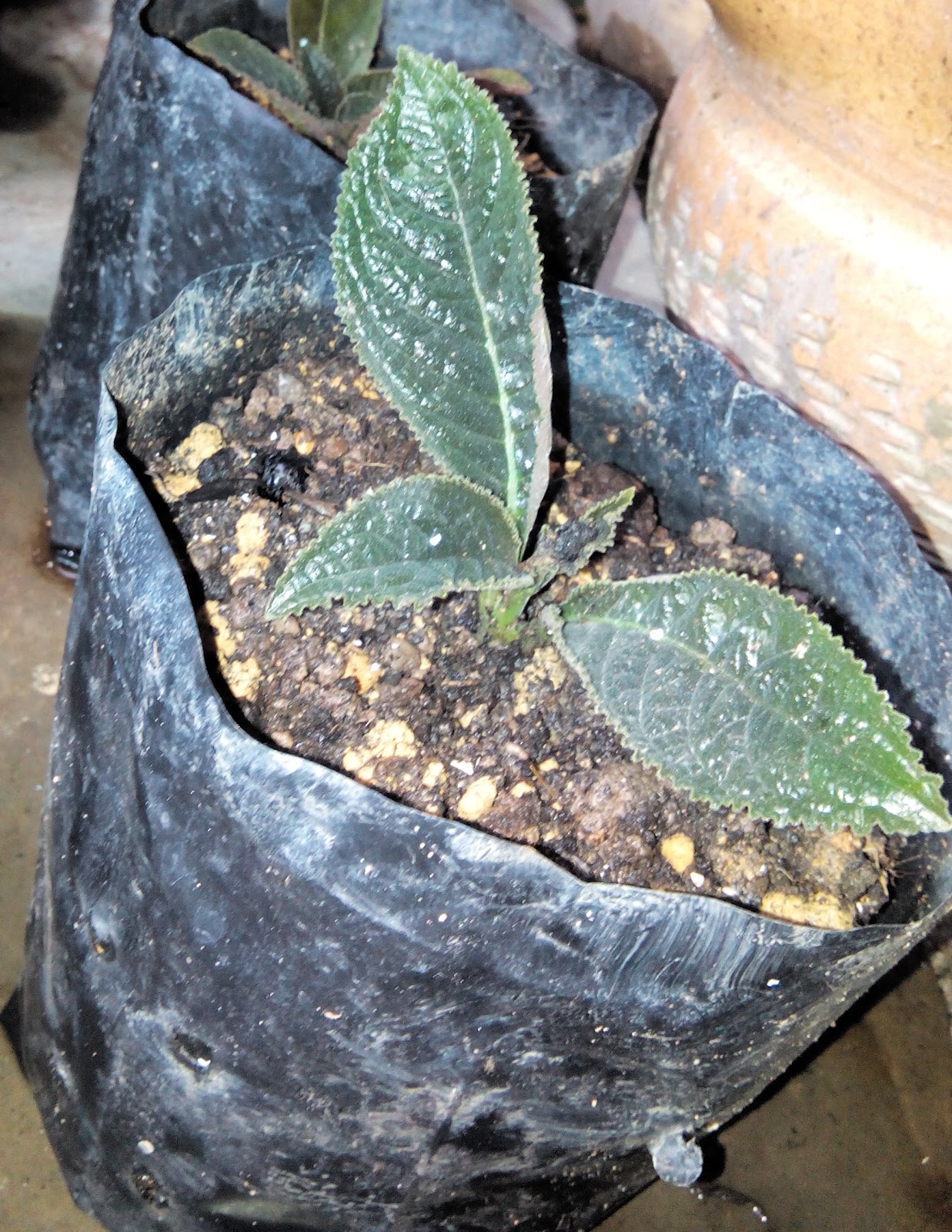 Belajar-Bertanam-tanaman: Bunga Baldu Daun Baldu