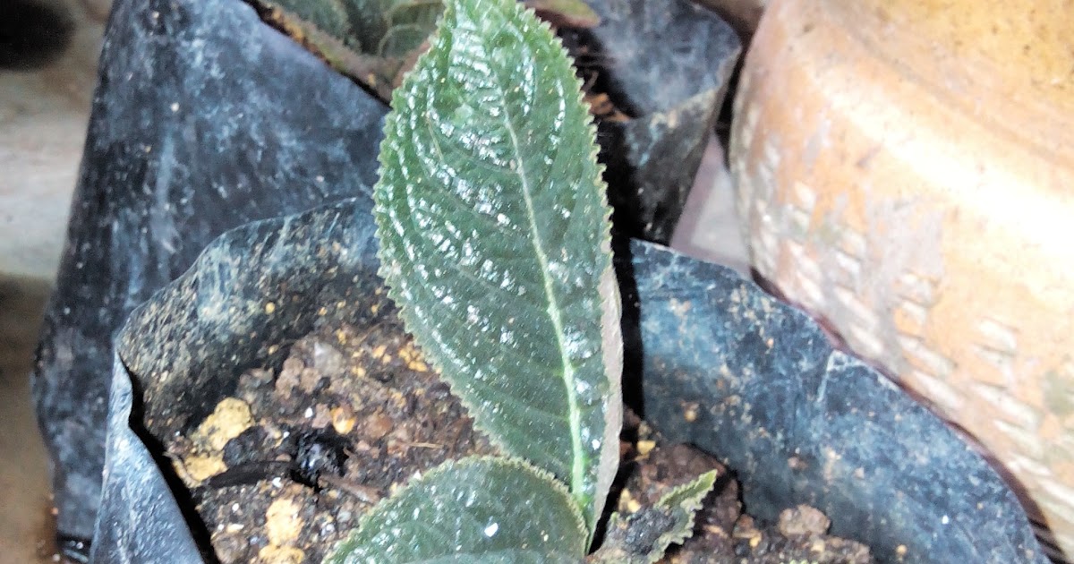 Belajar-Bertanam-tanaman: Bunga Baldu Daun Baldu