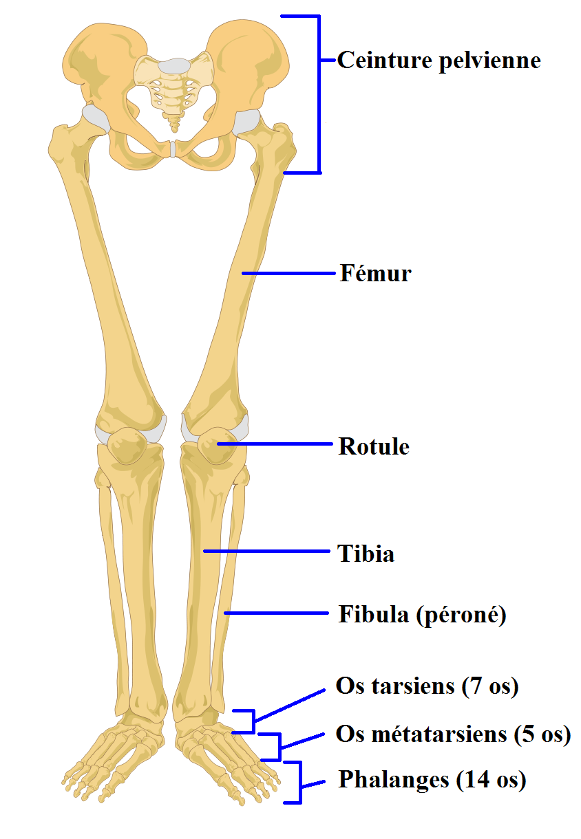 L'organisation générale du squelette humain