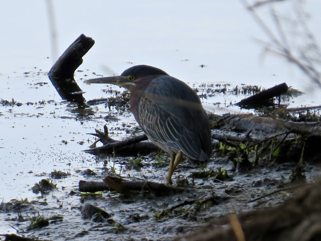 Babs' Birding Experiences : Coon Bluff Rec Area along Lower Salt River ...