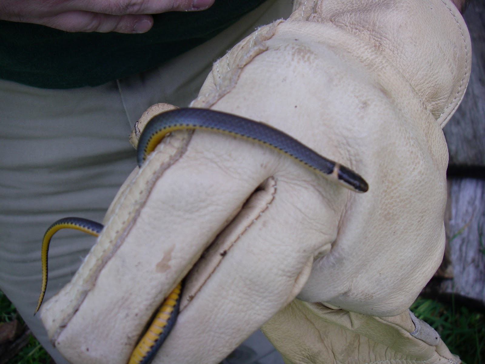 Wildlife Monitor: Results of Monthly Snake Cover Board Inspection