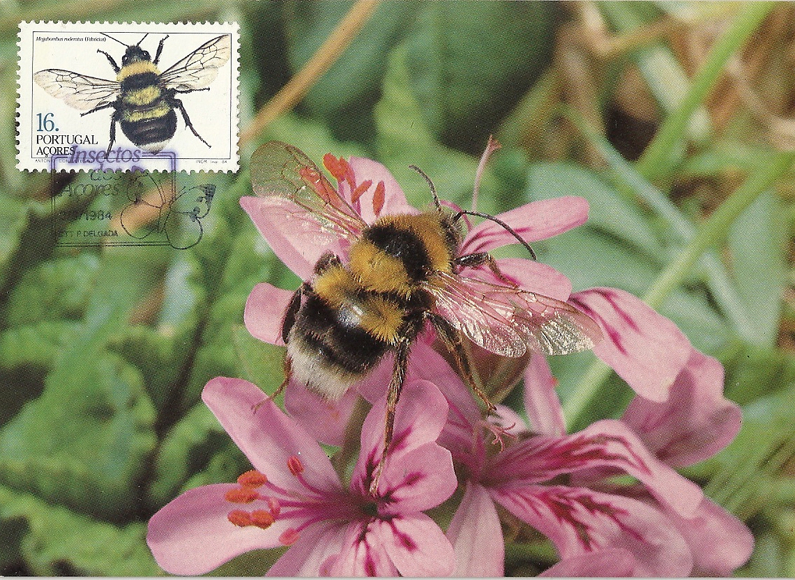 Rui Nogueira Stamps: PORTUGAL - Insects Azores (1st Group)