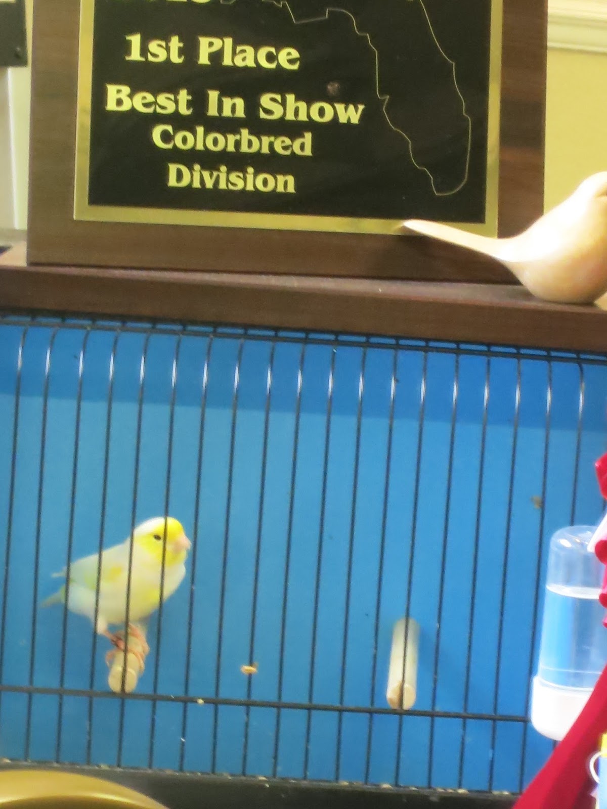 Canary Tales: 2015 Florida Canary Fanciers Colorbred Winners