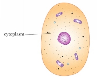 Cytoplasm Simple Definition - Osmond Satria