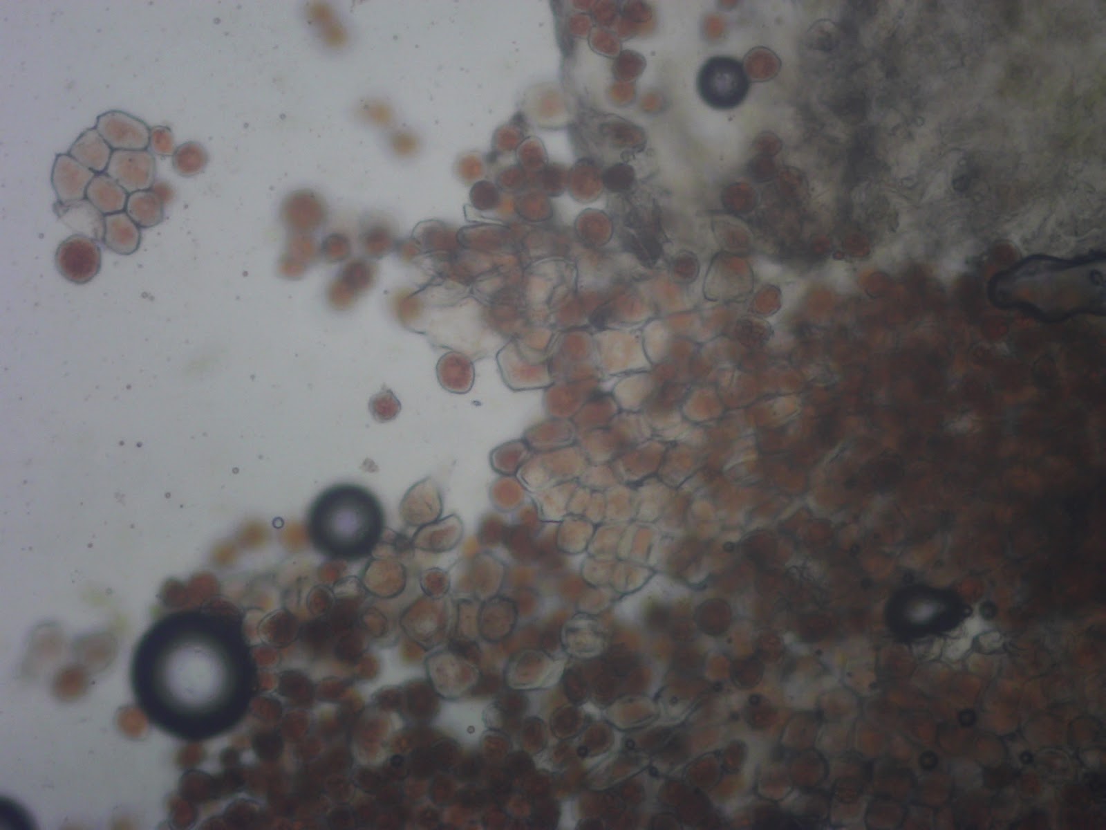 Misidentifying Fungi: A rare rust?