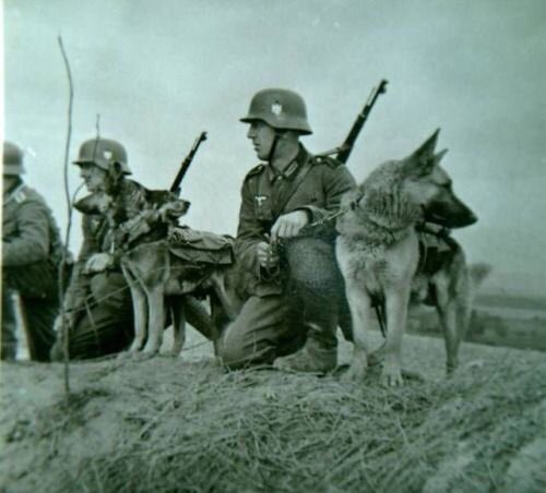 World War II in Pictures: Dogs of World War II