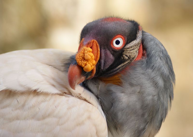 Faszination Geier: Gastbeitrag: Geier im Zoo Berlin