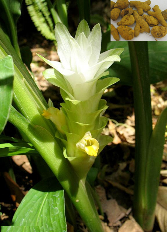 Turmeric (Jianghuang)-Curcuma longa-Curcuma aromatica-Rhizoma Curcumae ...