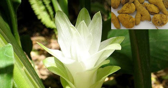 Turmeric (Jianghuang)-Curcuma longa-Curcuma aromatica-Rhizoma Curcumae ...
