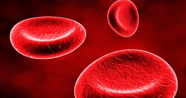 Función de los eritrocitos (glóbulos rojos)