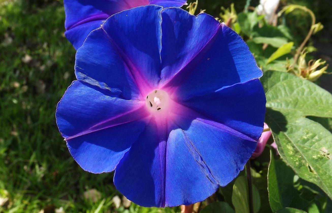 Blog do Ramon Lamar: Flor de ipoméia (Ipomoea, Convolvulaceae)