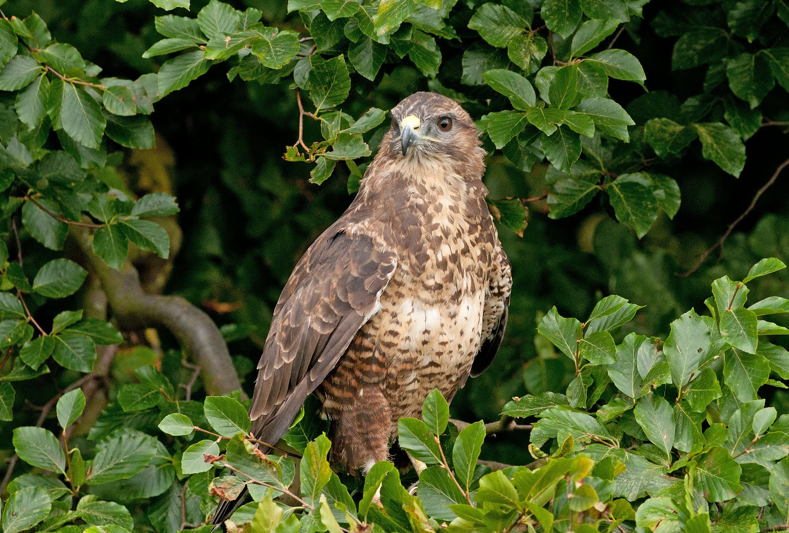 Anthony Miners Wildlife Photos: Buzzard