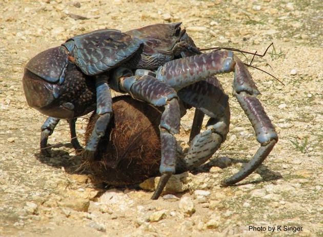 Coconut Crab - found in the Australian Pacific Region ~ what a ...