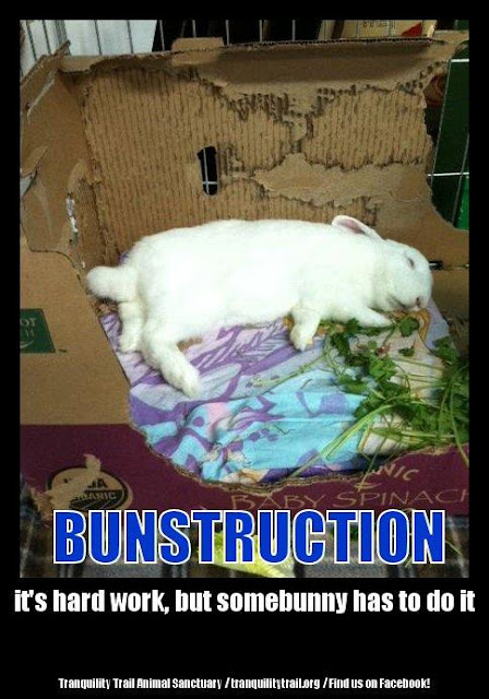 Rabbit Ramblings: Bunny Monday Meme*Day (Bunstruction)