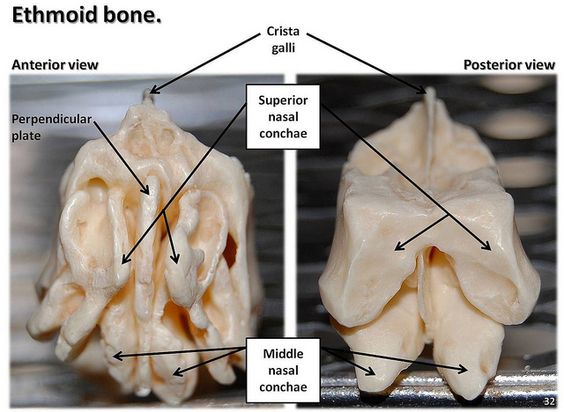 Medical and Health Science: Ethmoid bone