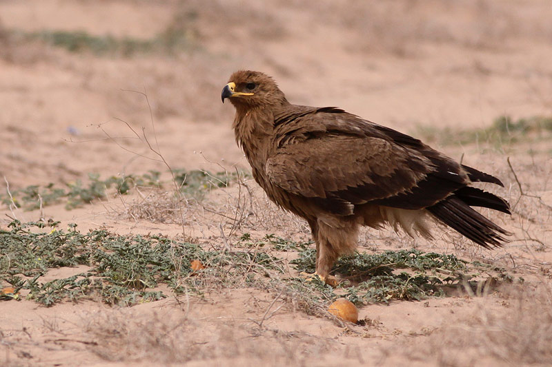 Spreebird wildlife: EAGLES OF PAKISTAN