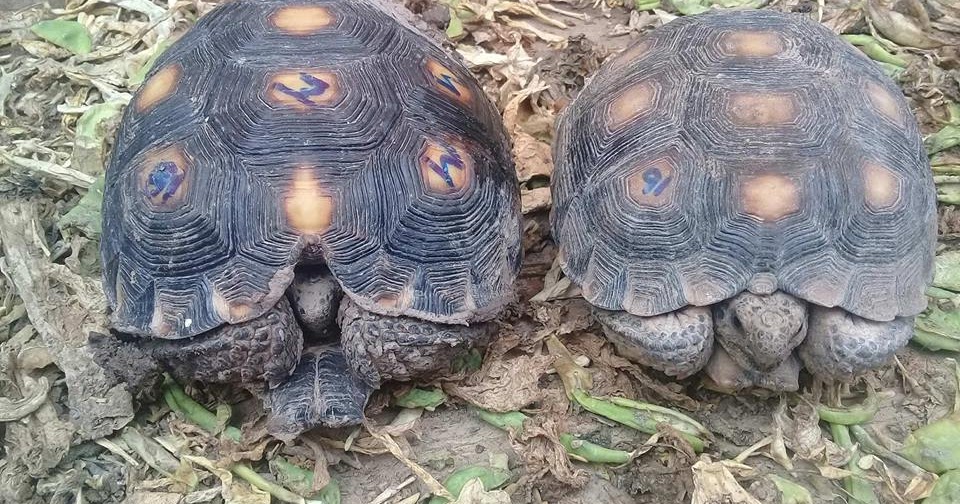 CRIADOR DE LA TORTUGA DE TIERRA,GOPEHRUS BERLANDIERI: pareja en oferta ...