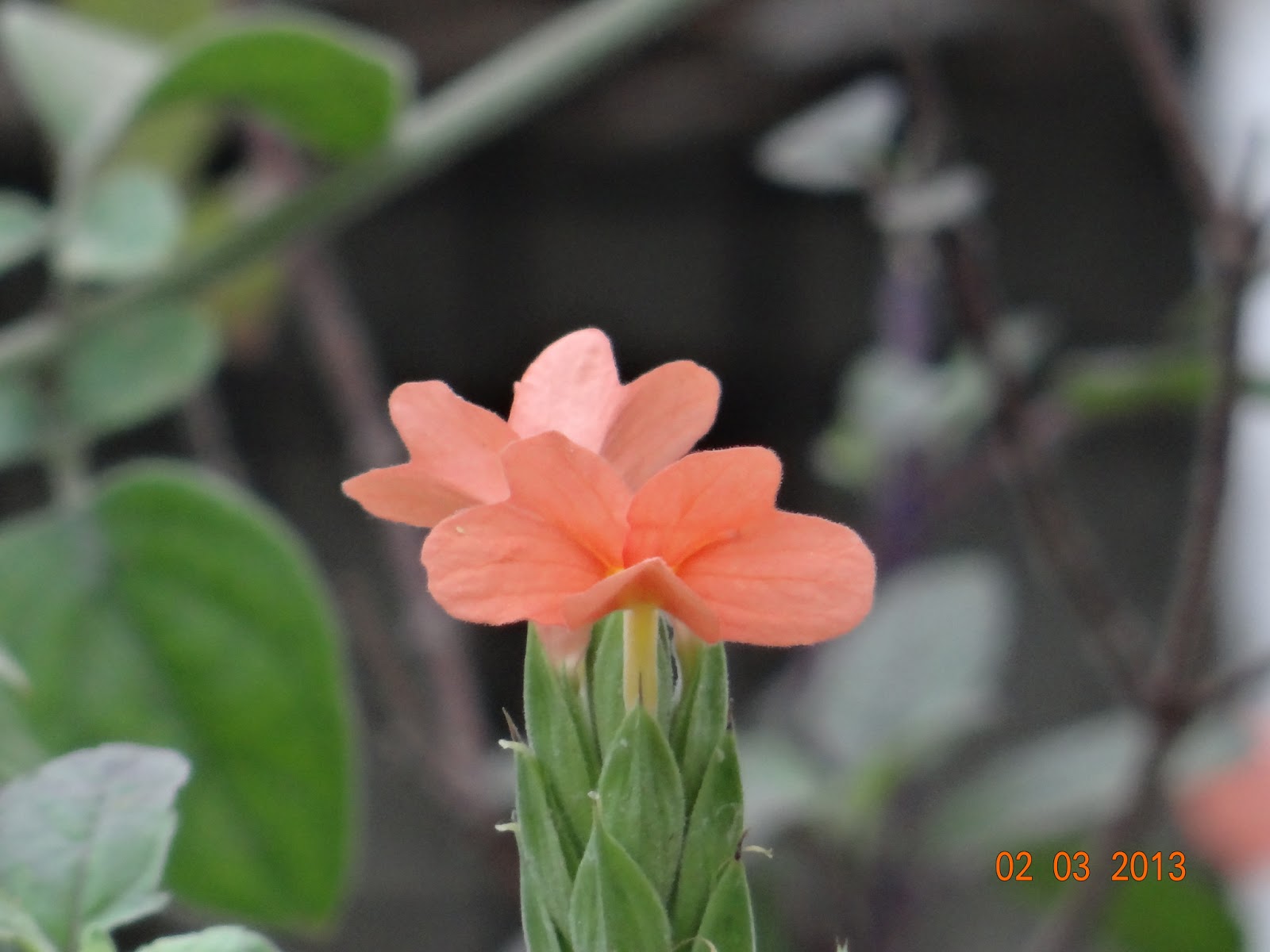 Jiv's Photography: Aboli............... Firecracker Flower