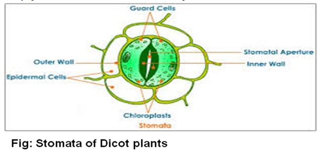 Stomatal Physiology ~ Dhiraj's Blog