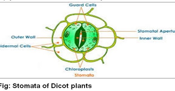 Stomatal Physiology ~ Dhiraj's Blog