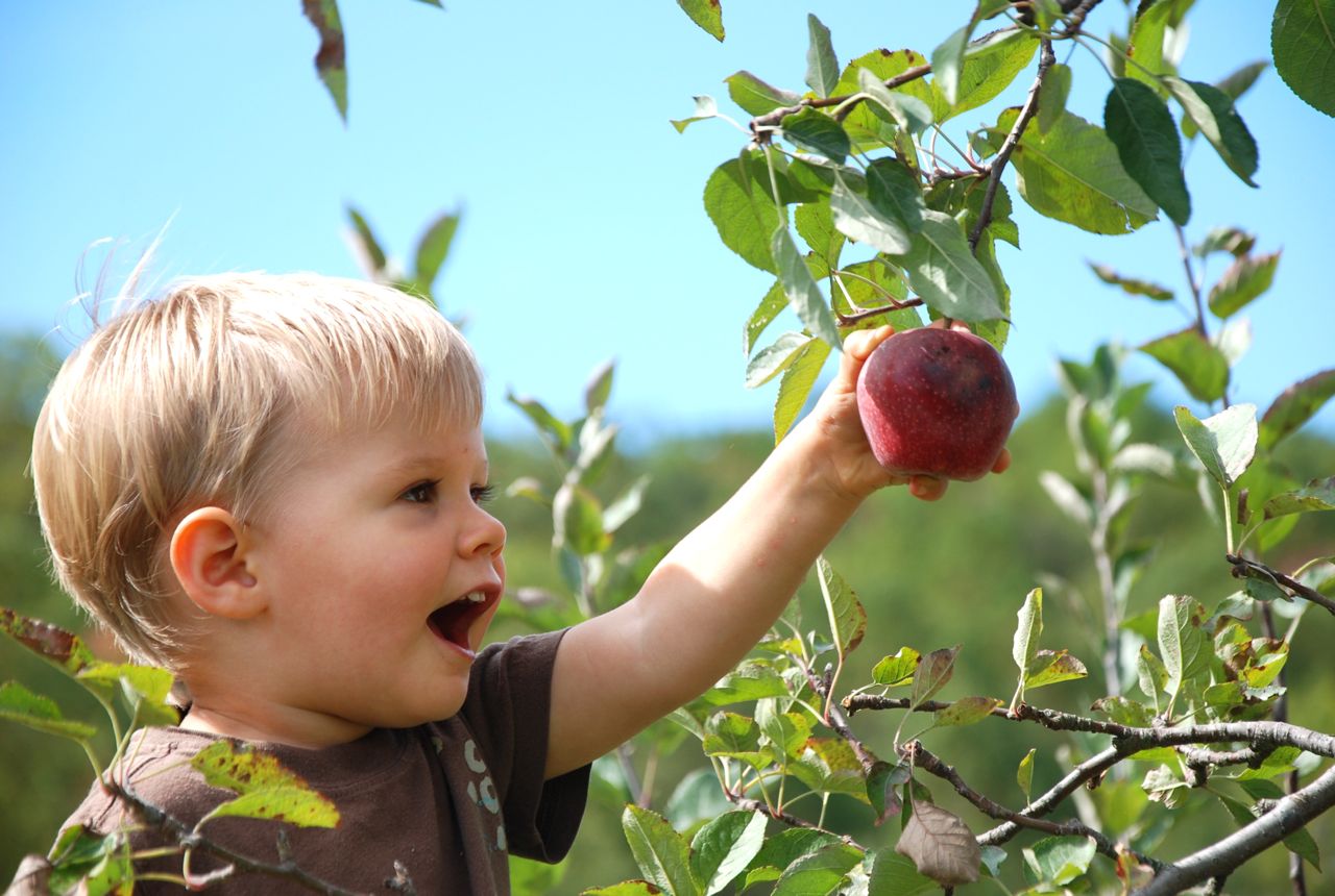 The Clay Rosary Girl: Apple Pickin'