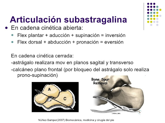 IMPORTANCIA DE LA RELACIÓN BIOMECÁNICA ENTRE LA ARTICULACIÓN TIBIO ...