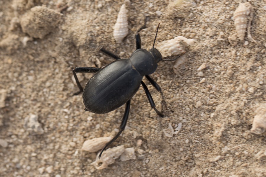 Birds of Saudi Arabia: Churchyard Beetle – Sabkhat Al Fasl