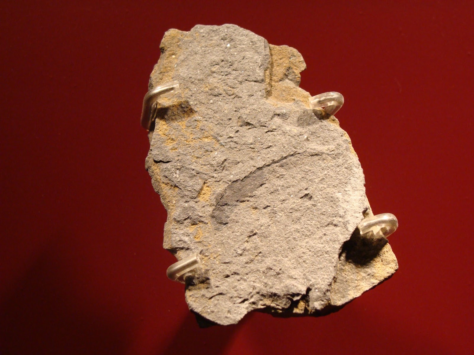 Chordata ~ Dunia Hewan