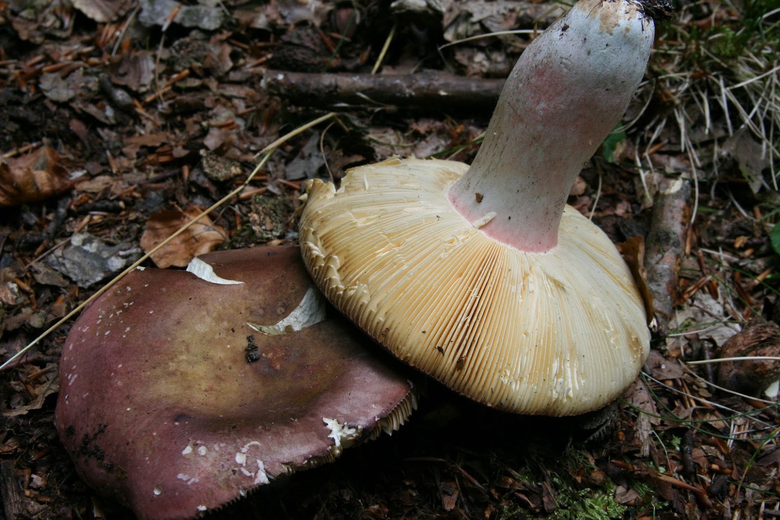 Guía de Setas y Hongos de Navarra.: Russula vinosobrunnea (Bres.) Romgn.