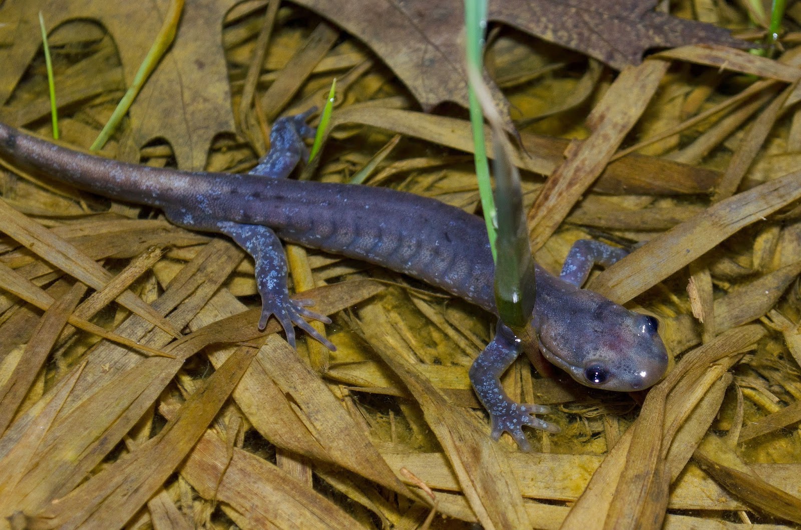 On the Subject of Nature: March 2014