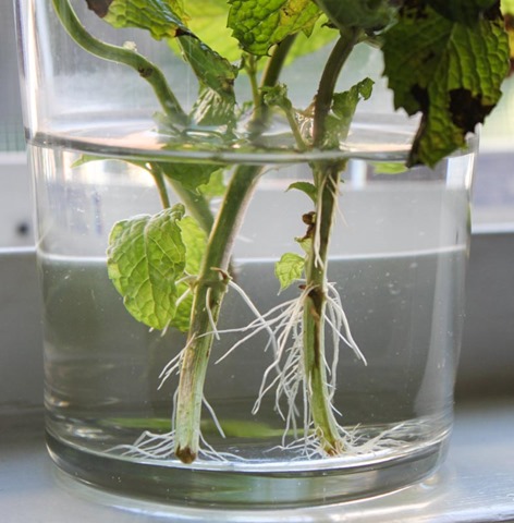 Mint: The Ultimate Guide