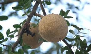 Benefits and efficacy of fruit ganista or Kawista or KINCO or Elephant ...