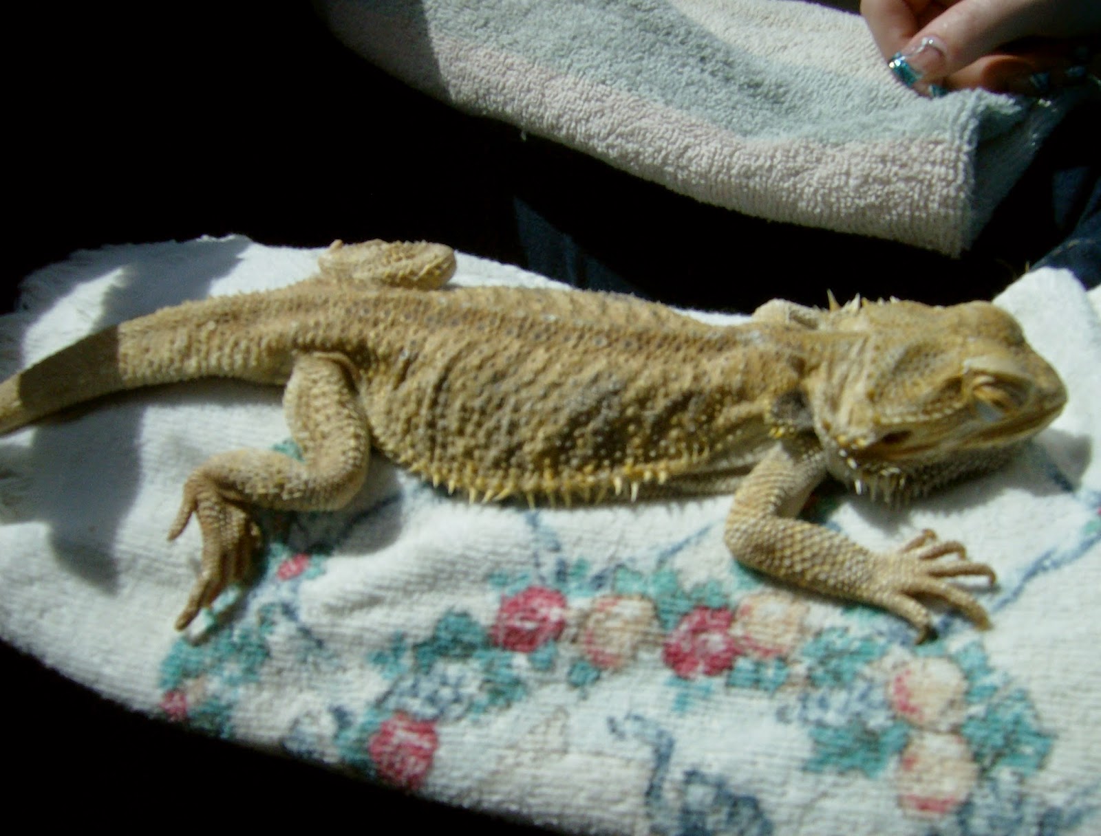 Bearded Dragon Care and Wellness. : Pictures of rescued beardies