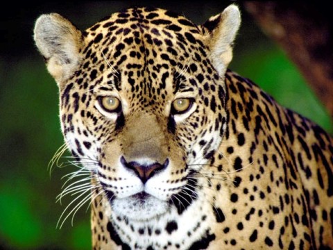 Los Mamiferos: ORIGEN