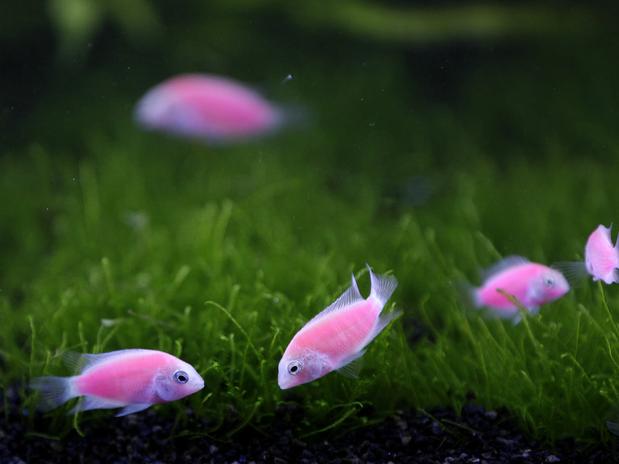 Arquivos do Insólito: Ufologia, Criptozoologia, Fenômenos Anômalos ...