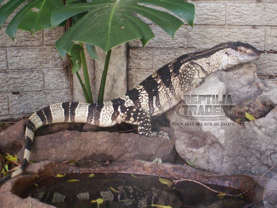 Jenis - Jenis Varanus ( Genus Varanidae ) di Dunia: Jenis - jenis atau ...