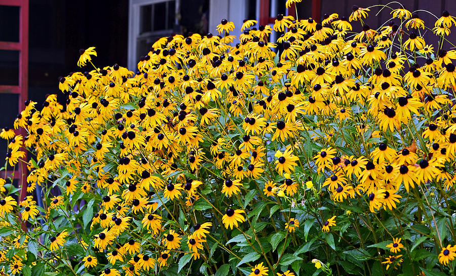Black Eyed Susan flower | FLOWERS WORLD