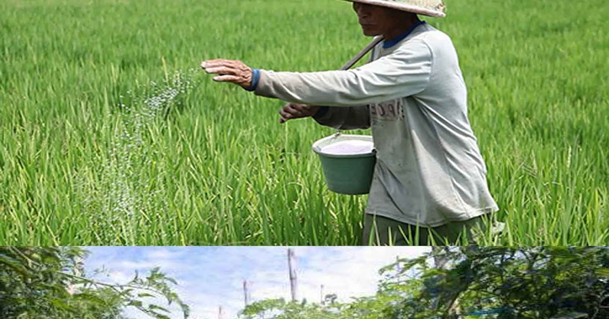 Mengenal Metode Pemupukan Tanaman