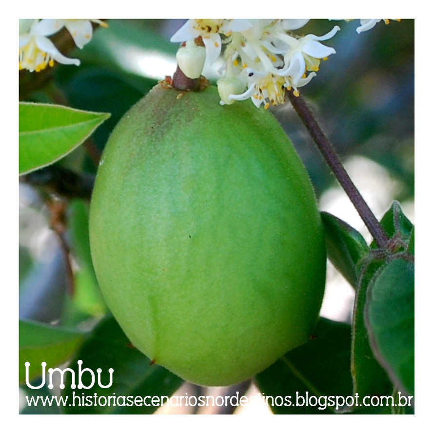 Histórias e Cenários Nordestinos: Umbu