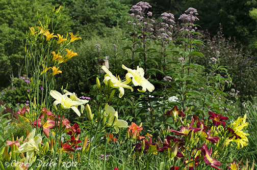Mid July Garden Walkabout Warm To Cool Temperature in Color - Flower ...