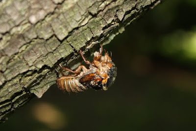 Life Through A Lens: Brood XIX Periodical Cicada 2011