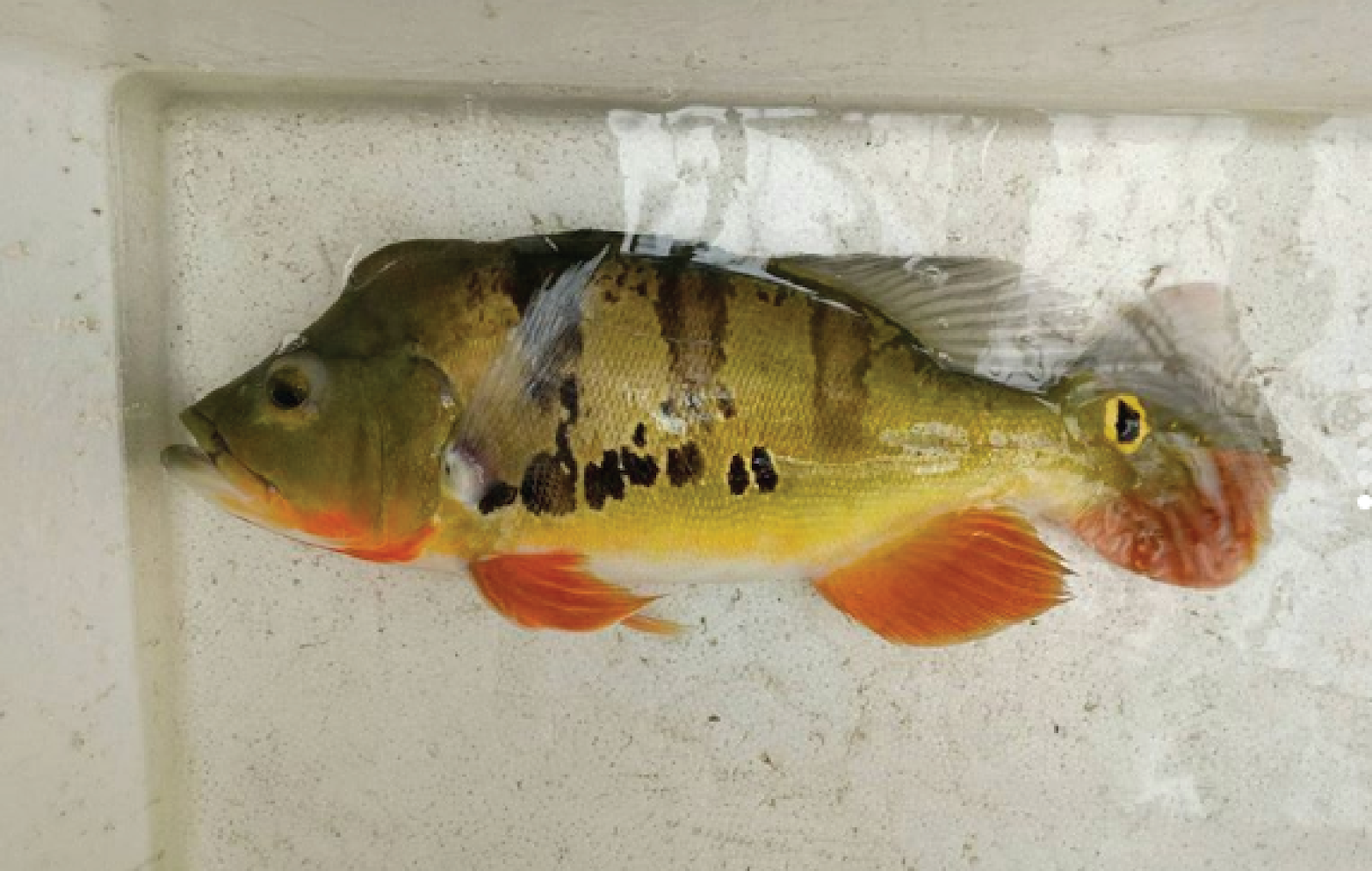 Peacock Bass Monoculus Si Roket Dengan Wajah Manusia - Nakama Aquatics