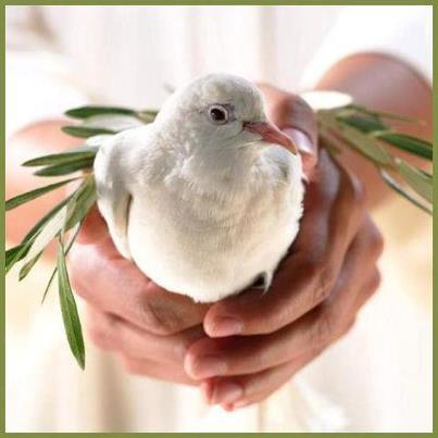 Yeshua = God: Song of Solomon: My Dove with Dove's Eyes