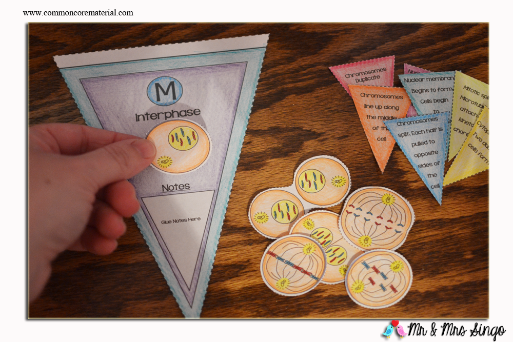 The Best of Teacher Entrepreneurs: Mitosis Activity