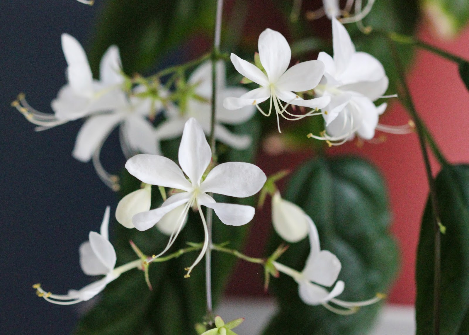 Red House Garden: Winter-blooming Chains of Glory a.k.a. the Lightbulb ...