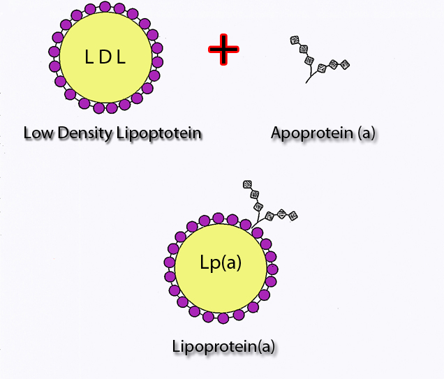 Dr Αν. Μοσχοβάκη,SEXUAL DYSFUNCTIONS: ΛΙΠΟΠΡΩΤΕΙΝΗ Α (LPA) ΚΑΙ ΣΤΥΤΙΚΗ ...